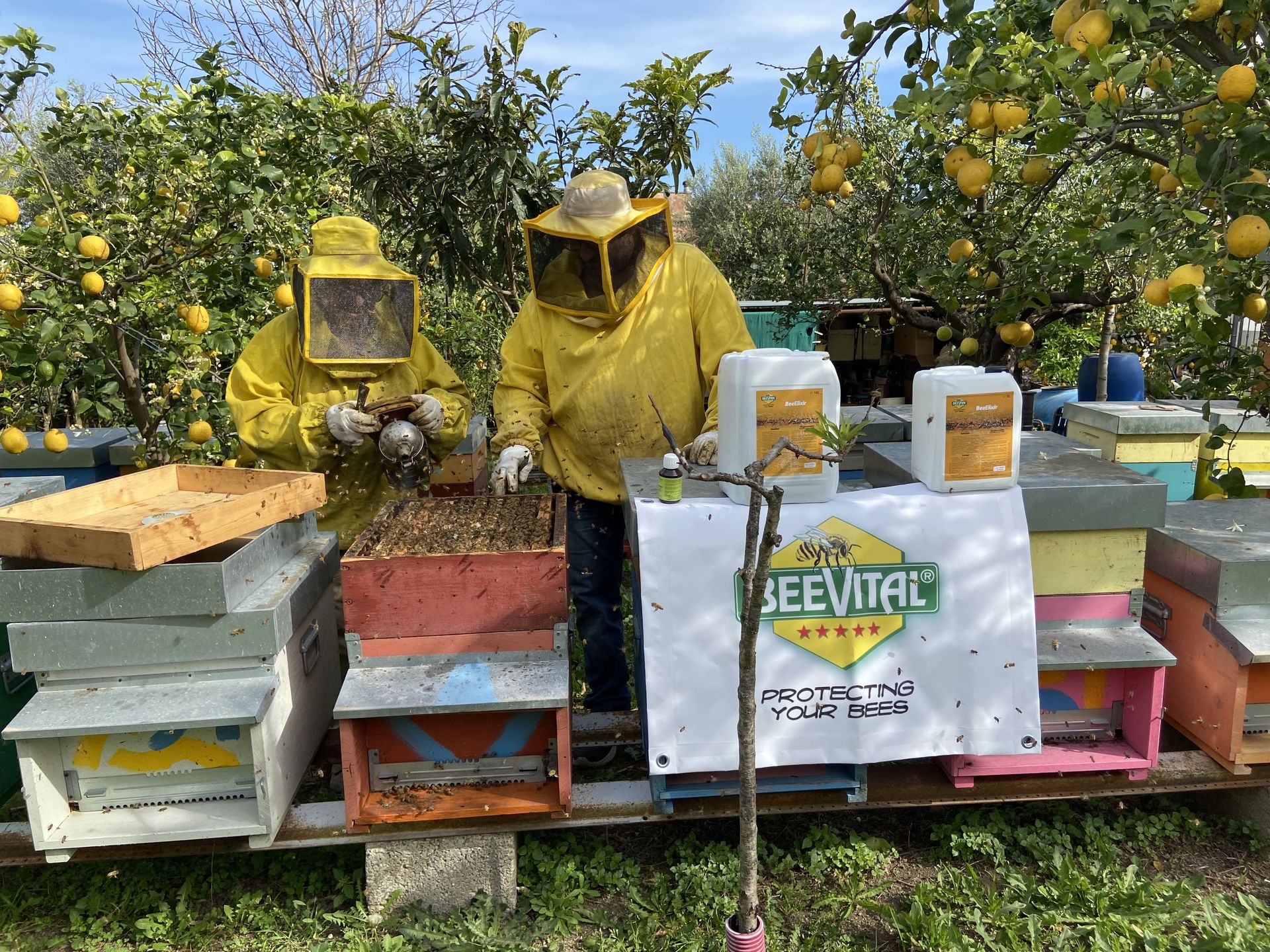 International Beekeeping and Tourism Fair - Las Hurdes 2024 | Beevital